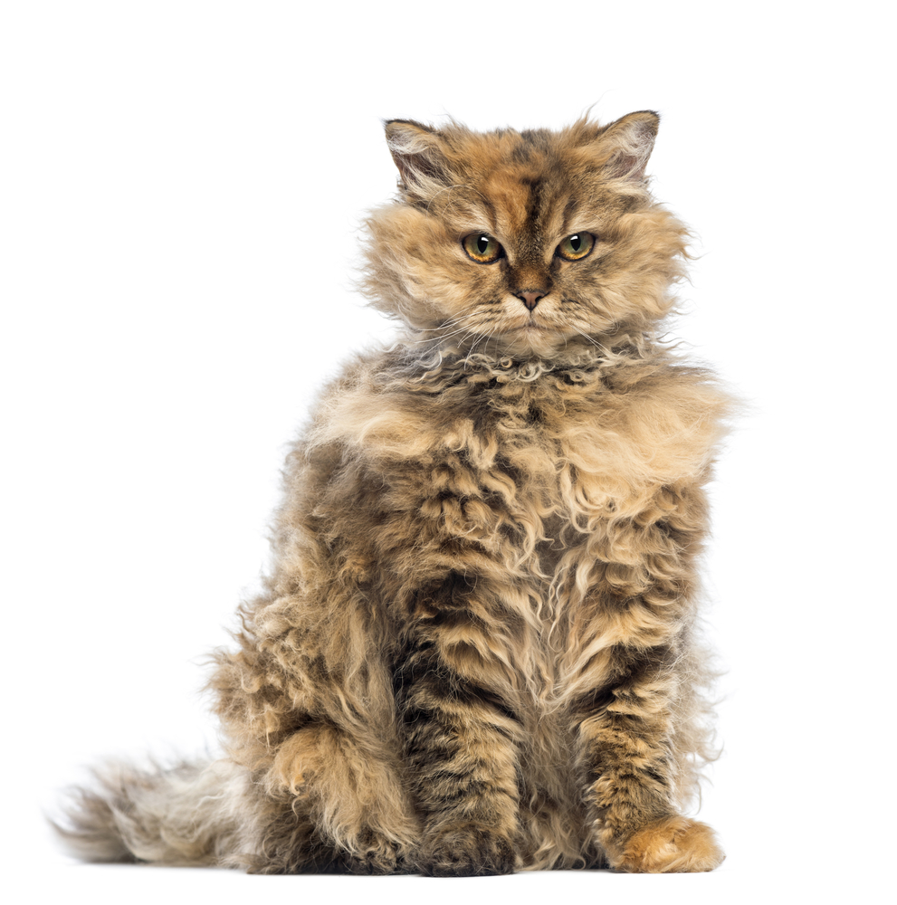 LaPerm Kedi Cinsi Özellikleri, Bakımı ve Karakteri