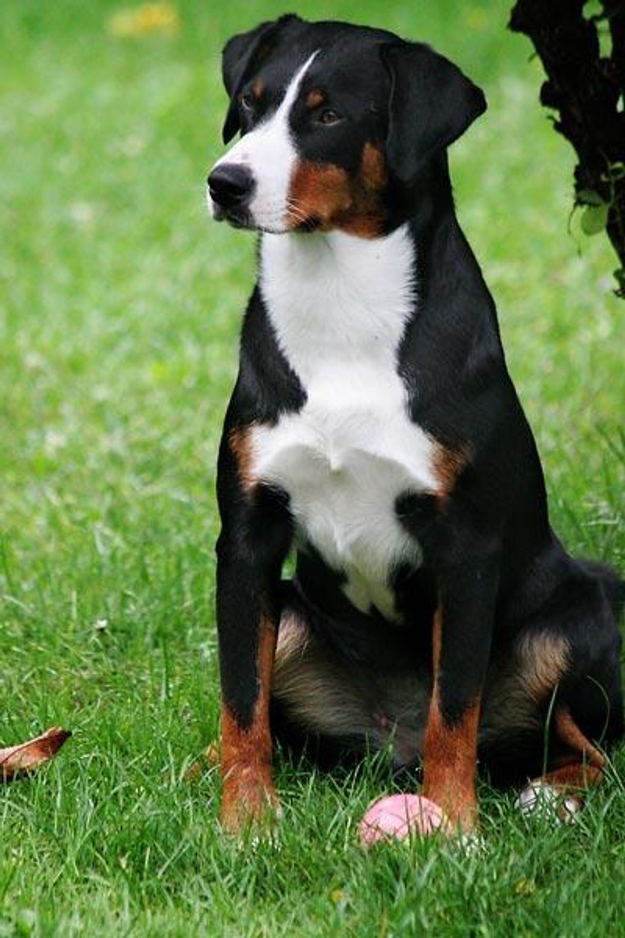 Faszinierend Appenzeller Sennenhund Groe Bilder